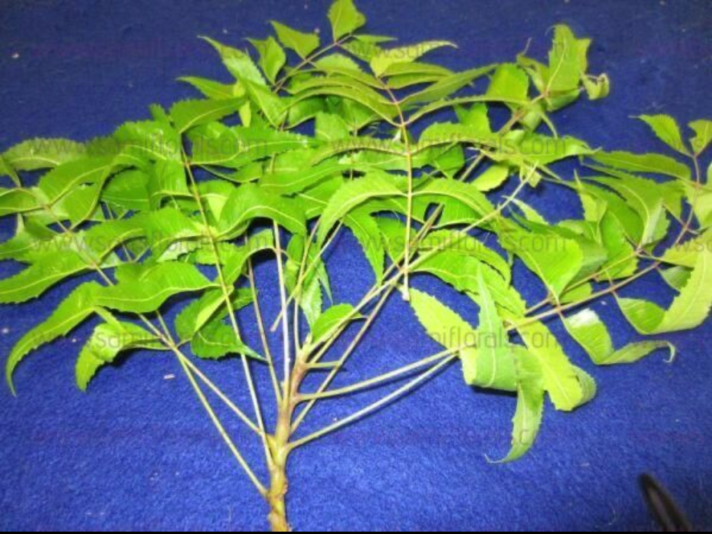 Neem Leaves - 5no. - Sami Florals